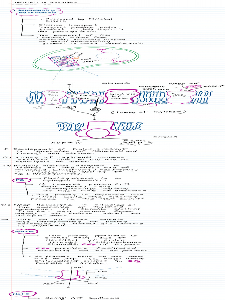 Chemiosmotic Hypothesis | PDF