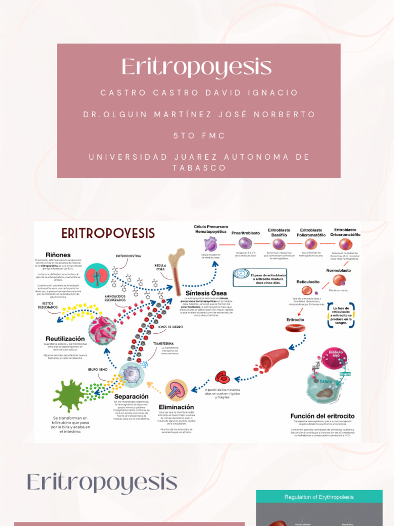 Eritropoyesis Proceso Y Funciones Clave Pdf