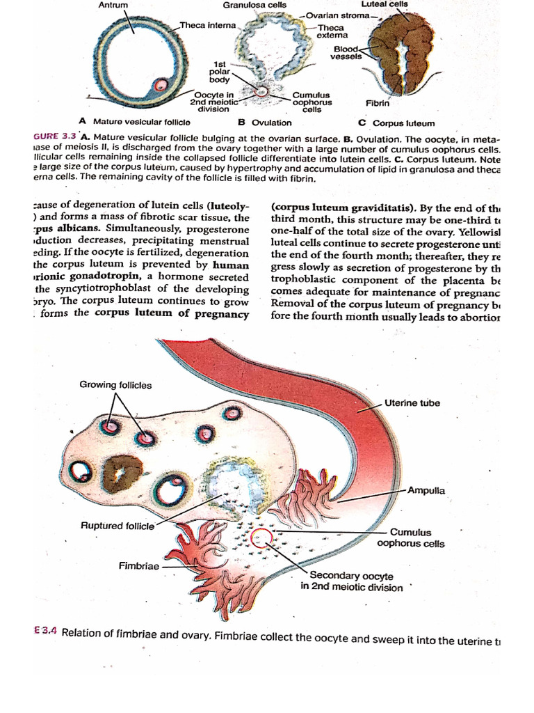 Langman Imp Diagrams Ospe | PDF