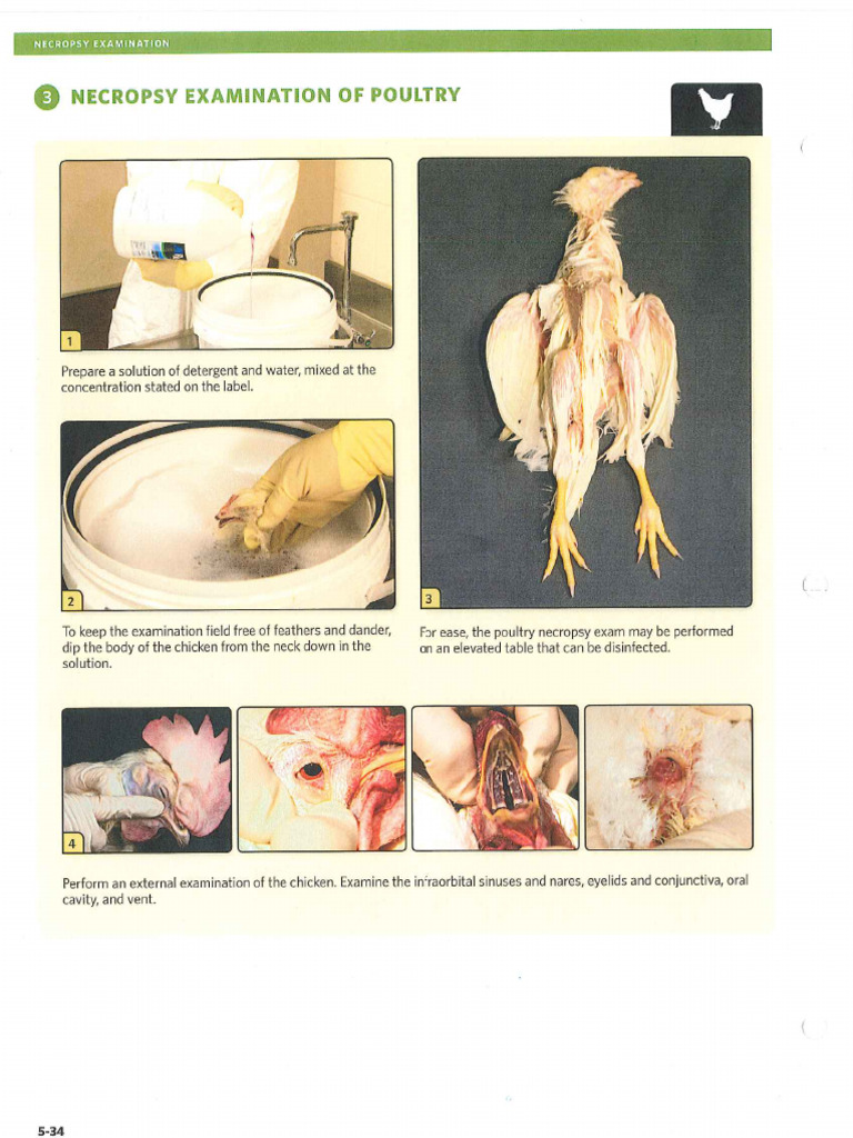 Avian_Necropsy | PDF