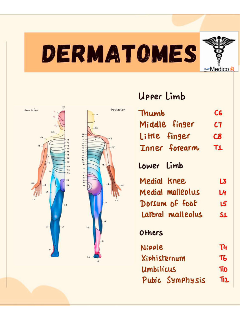 Anatomy Ace Card | PDF