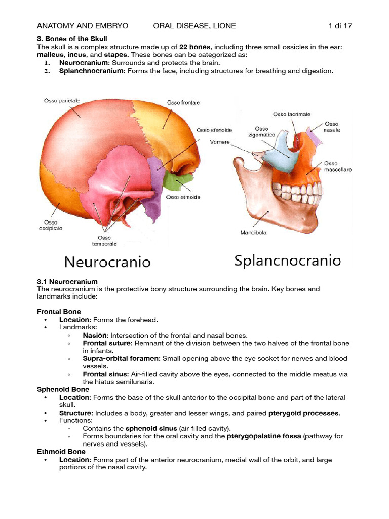 anatomy and embryo | PDF | Skull | Human Nose