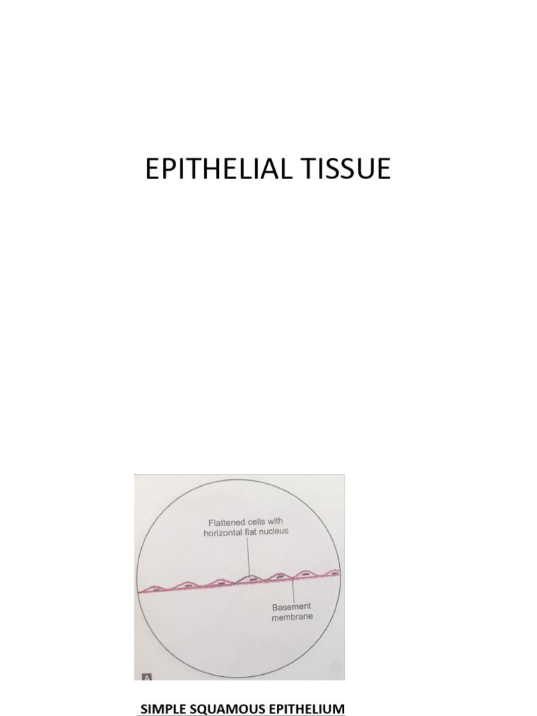 Epithelial Tissue Diagrams | PDF