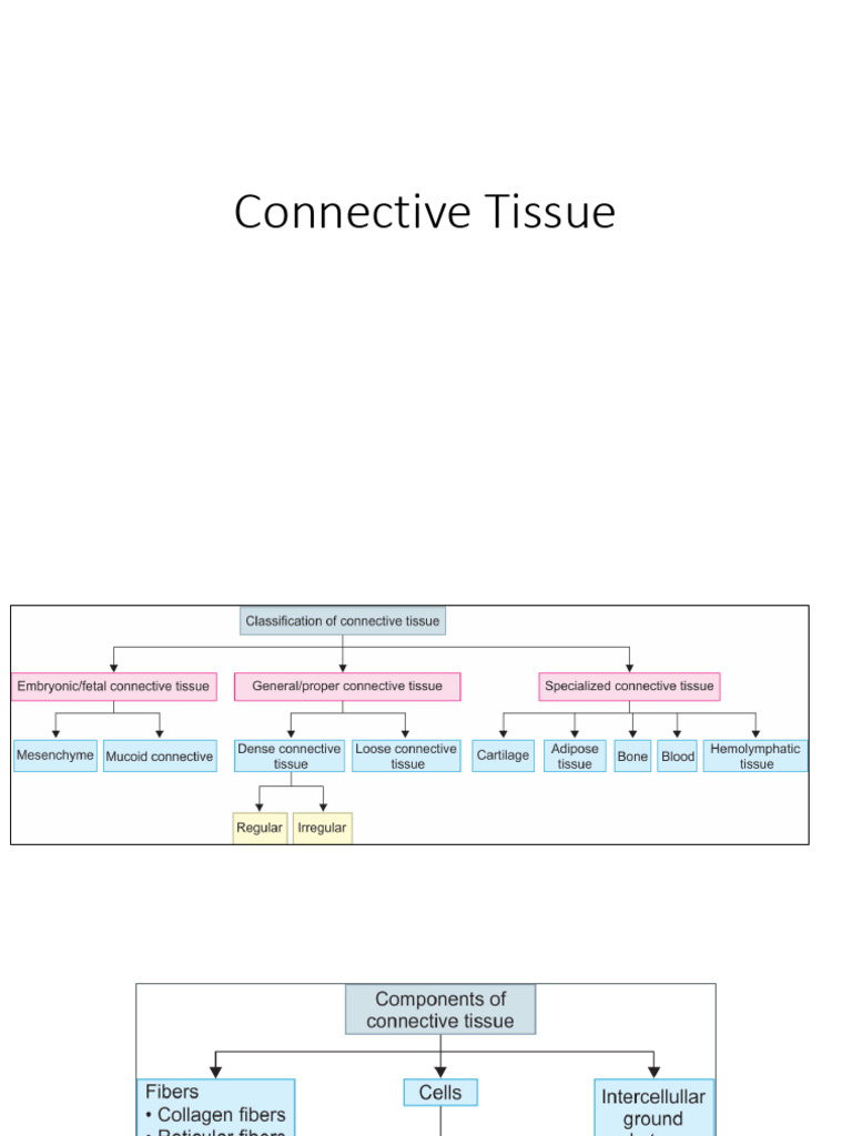 Connective_tissue_diagrams | PDF
