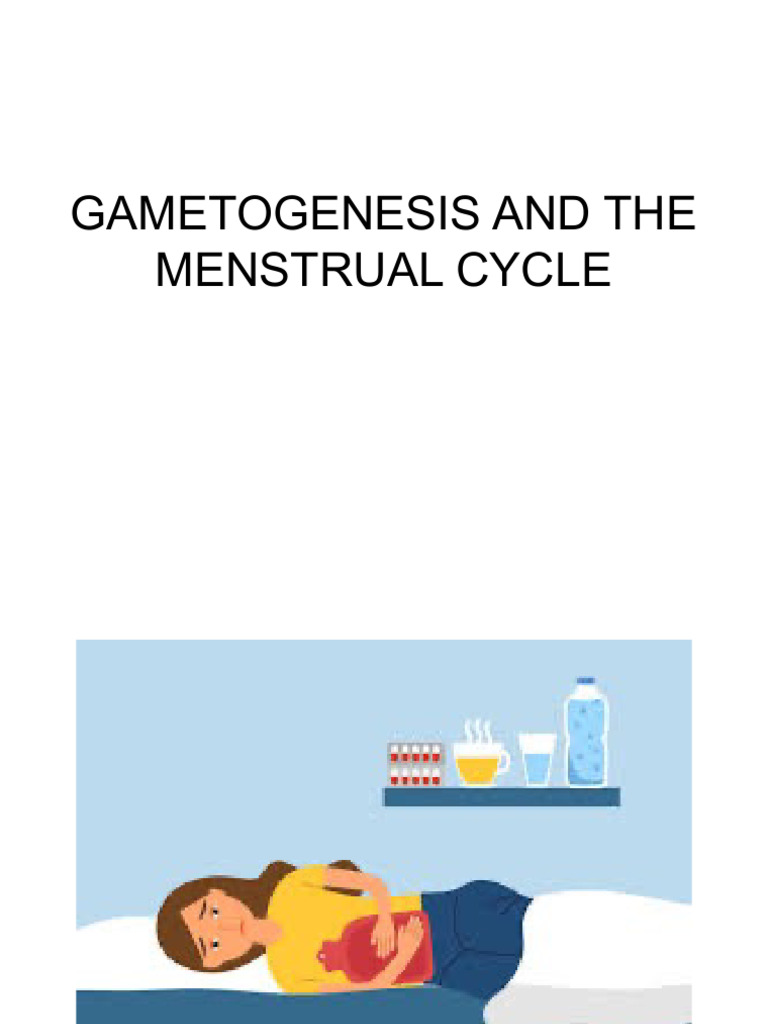 Gametogenesis and Menstrual Cycle | PDF | Menstrual Cycle | Meiosis