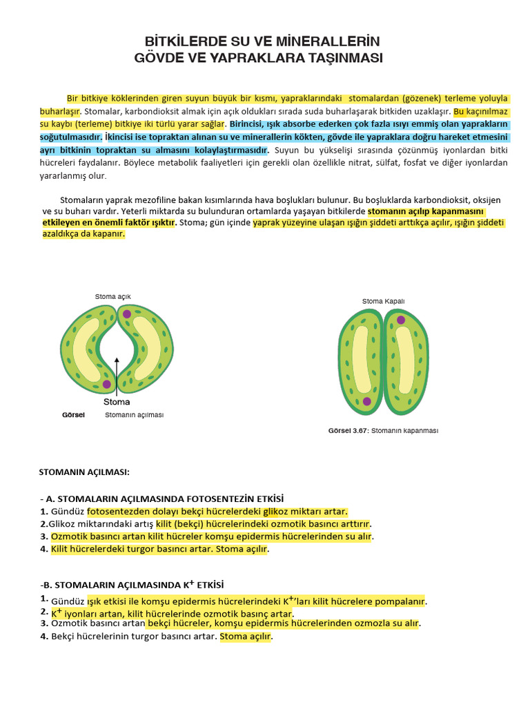 Bitki Taşıma Ve Stoma Ünikazan Koçluk | PDF