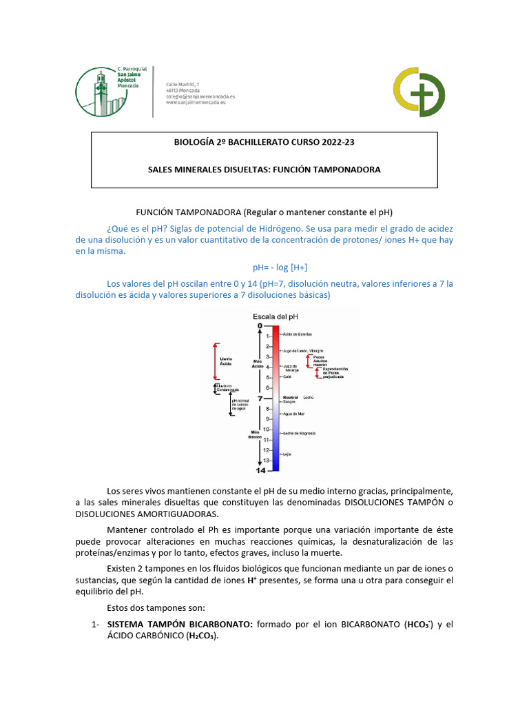 FUNCIÃ N TAMPONADORA DE LAS SALES MINERALES | PDF | Solución tampón | Ácido