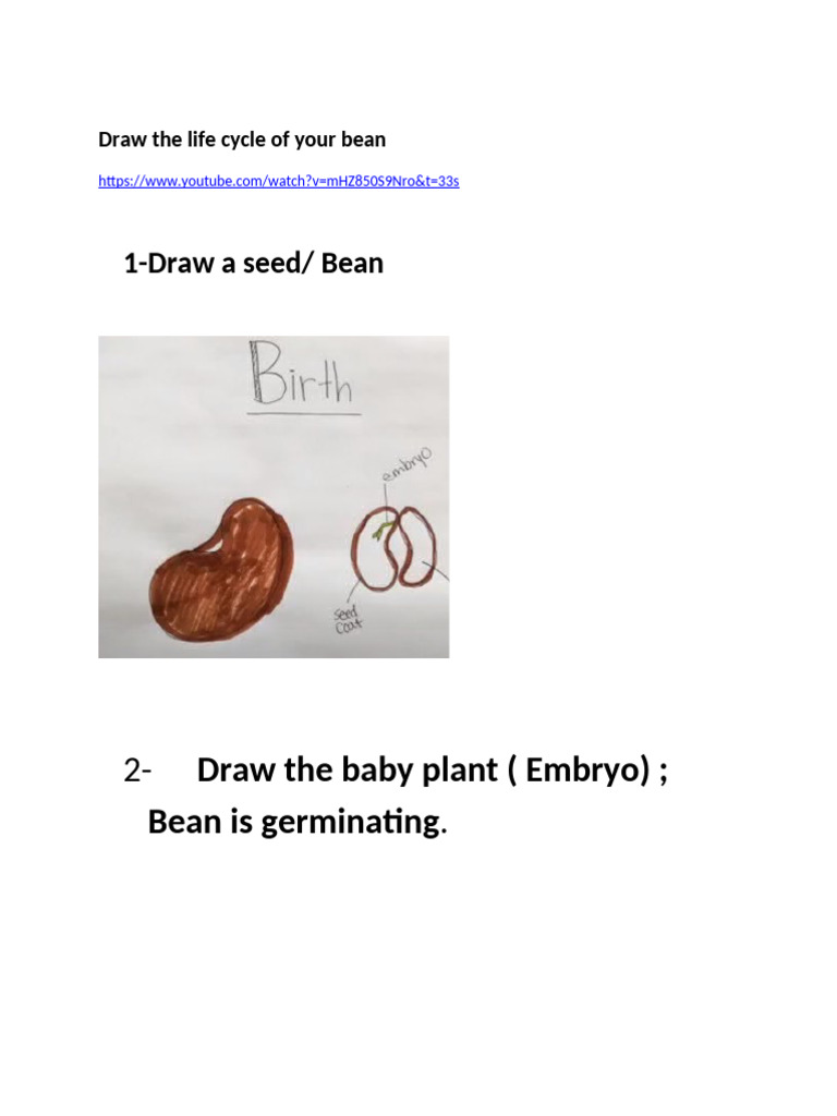 Draw The Lfe Cycle of A Bean | PDF