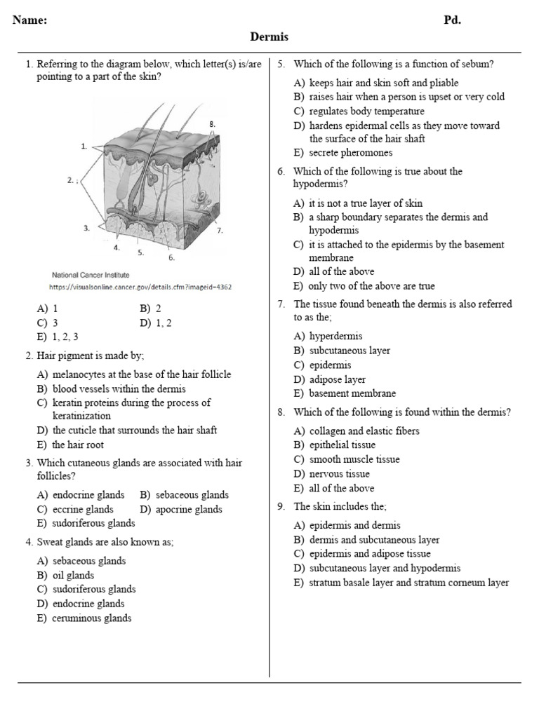 Dermis Questions | PDF | Skin | Morphology (Biology)