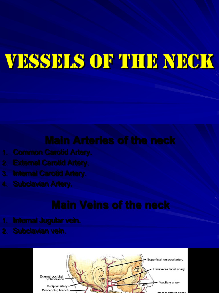 Neck Arteries and Veins Guide | PDF | Common Carotid Artery | Neck