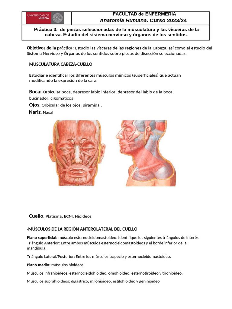 Anatomía Cabeza-Cuello: Músculos y Nervios | PDF | Anatomía humana | Cabeza y cuello humanos