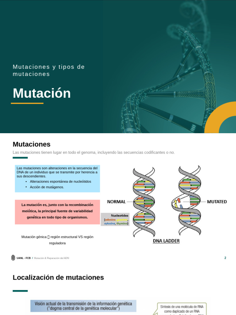 Mutaciones y Reparación del ADN | PDF | Mutación | Adn
