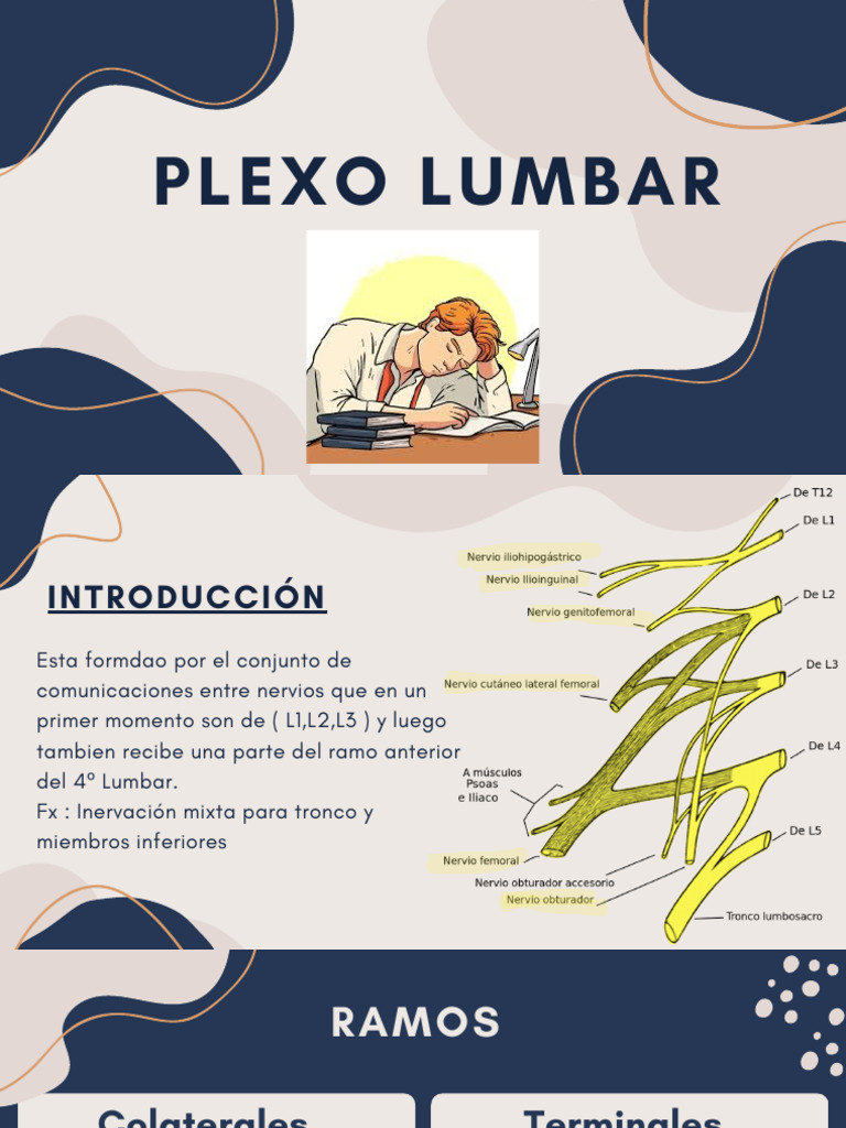 Plexo Lumbar y Sacro: Estructura y Función | PDF