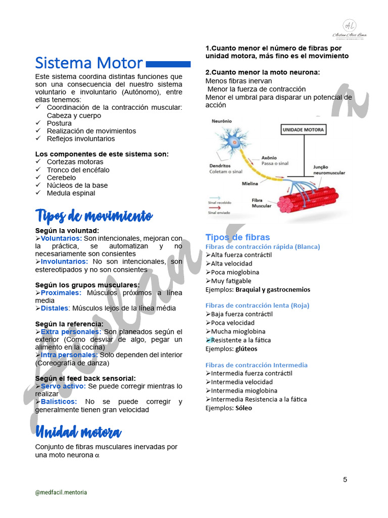 Apunte NEURO 2 - Motor y Funciones Superiores | PDF | Cerebelo ...