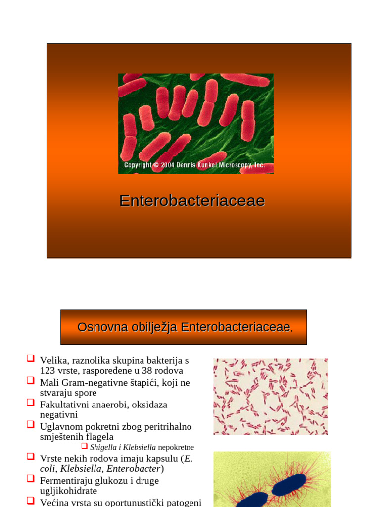 Enterobacteriaceae | PDF