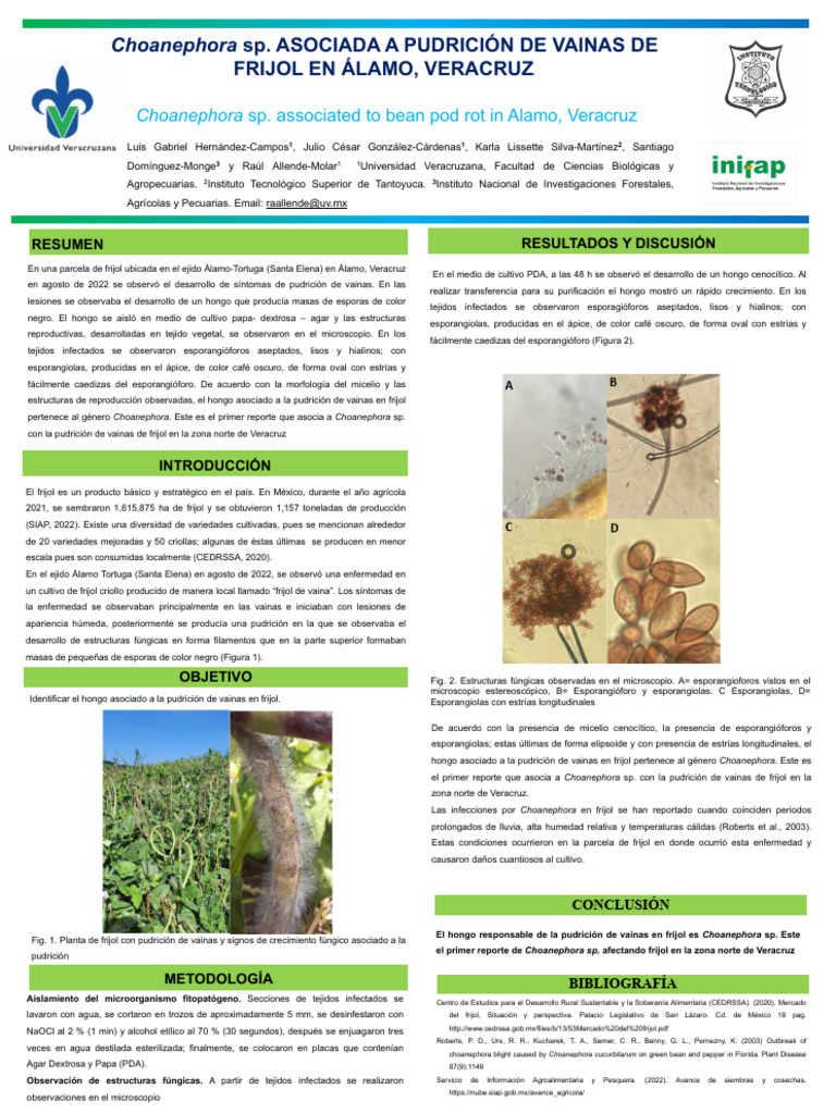Choanephora sp. y pudrición de frijol en Veracruz | PDF | Hongo