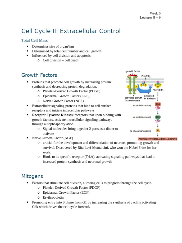 Cell Cycle Control and Apoptosis Mechanisms | PDF | Apoptosis | Mitosis