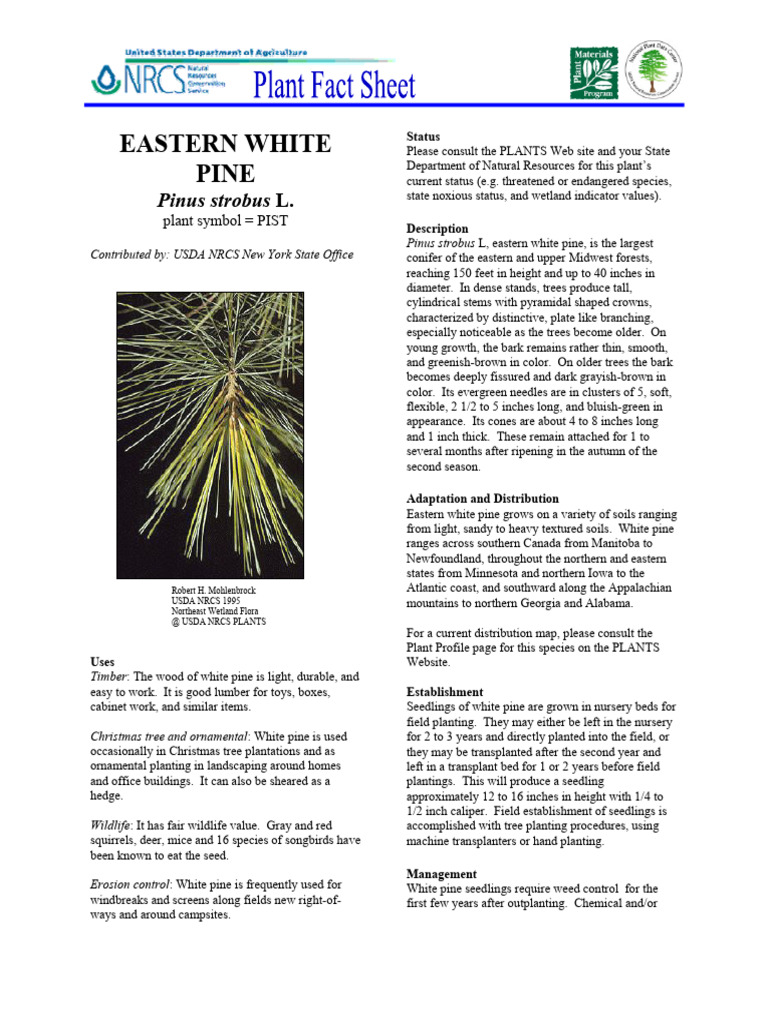 eastern_white_pine | PDF | Pine | Trees