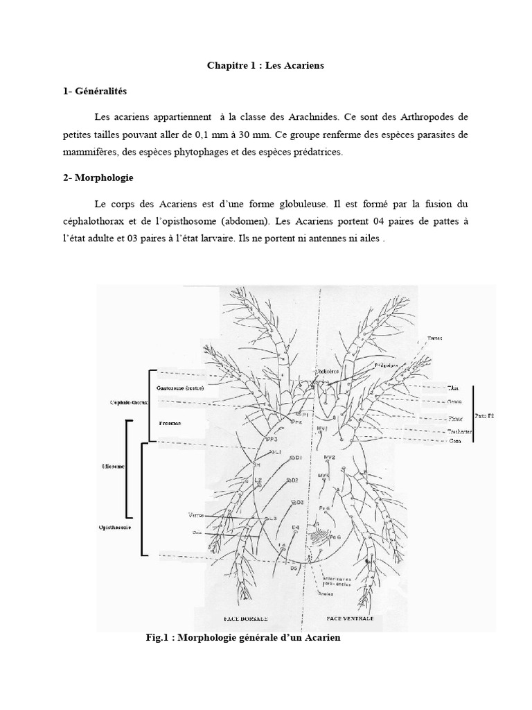 Introduction aux Acariens et leur Cycle | PDF