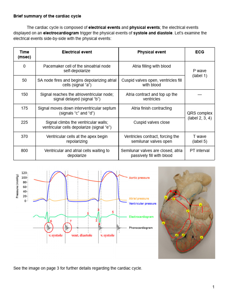 Lecture 23.1_ Cardiac Cycle and Coronary Circulation | PDF | Coronary ...