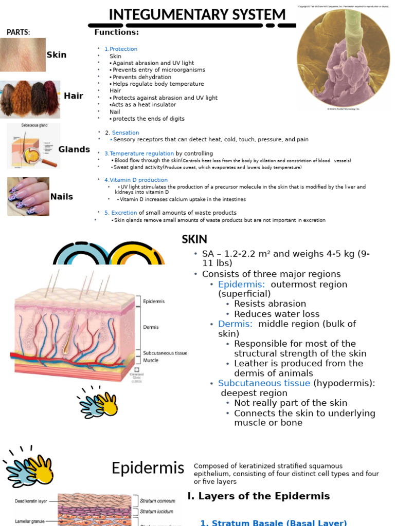 2023 Integumentary System | PDF | Skin | Epidermis