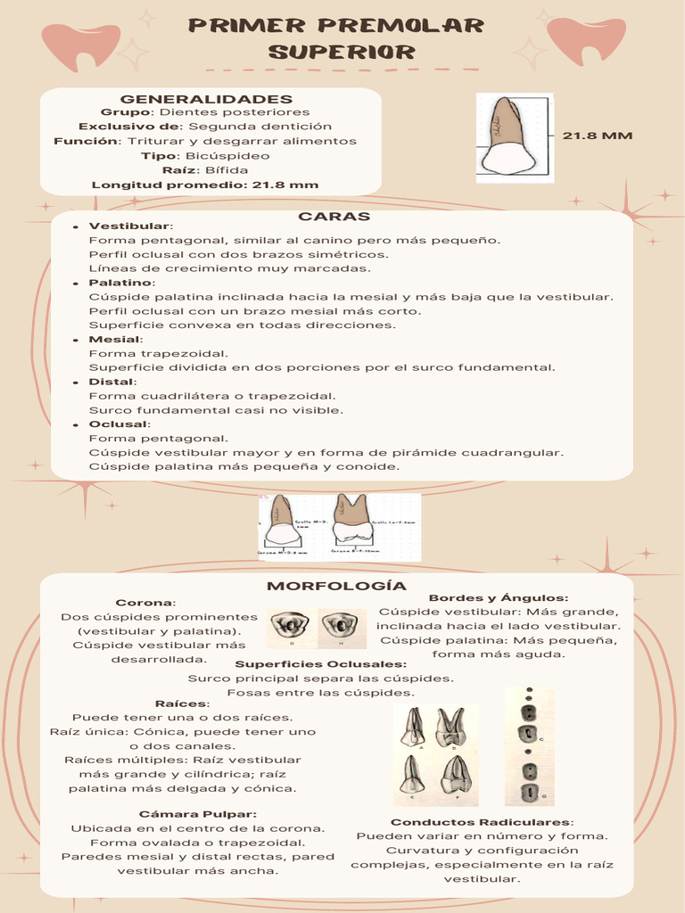PRIMER PREMOLAR SUPERIOR | PDF | Boca | Diente