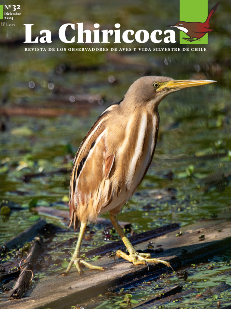 La Chiricoca: Observaciones Ornitológicas | PDF | Chile | Aves