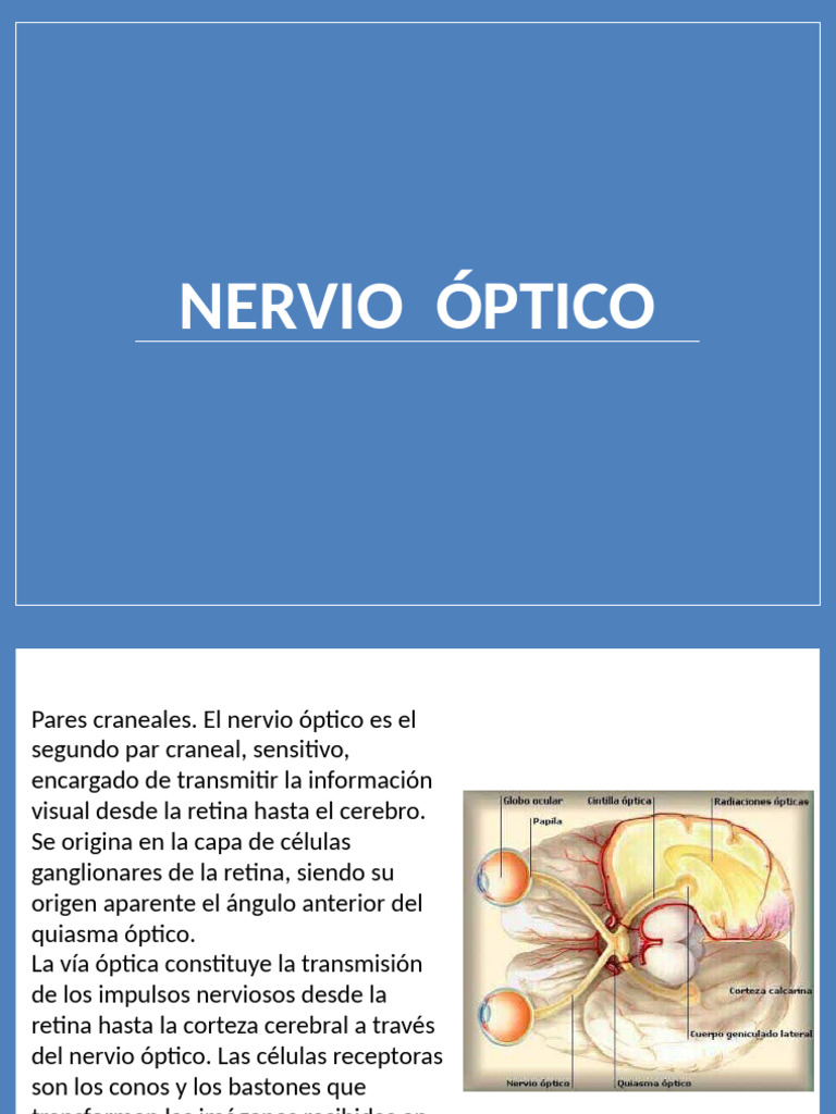 Nervio Optico | PDF | Percepción visual | Nervio
