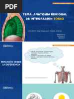 Anatomía Del Tórax y Región Abdomen y Pelvis | PDF | Abdomen | Tórax