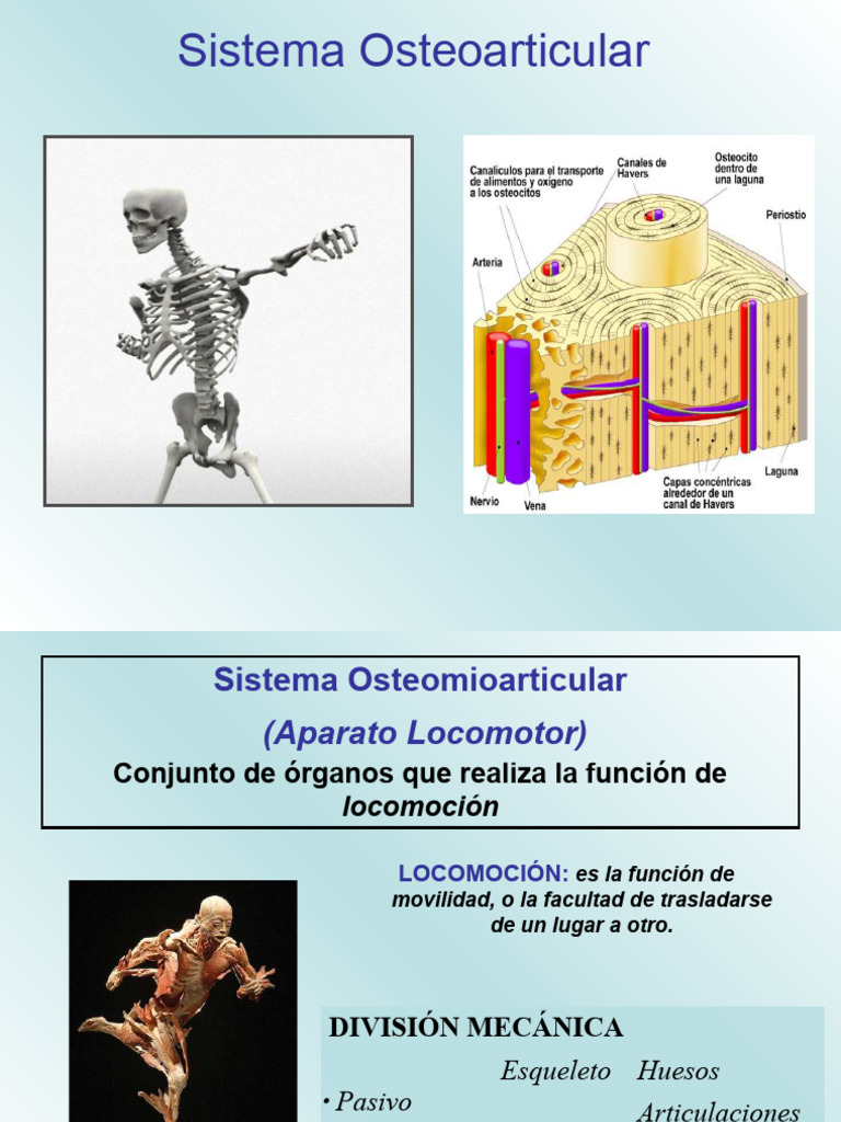 Estructura y Función del Sistema Osteoarticular | PDF | Articulación ...