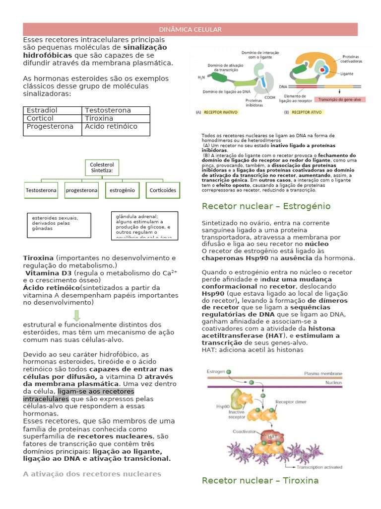 Receptores Intracelulares e Hormonas | PDF | Receptor (Bioquímica ...