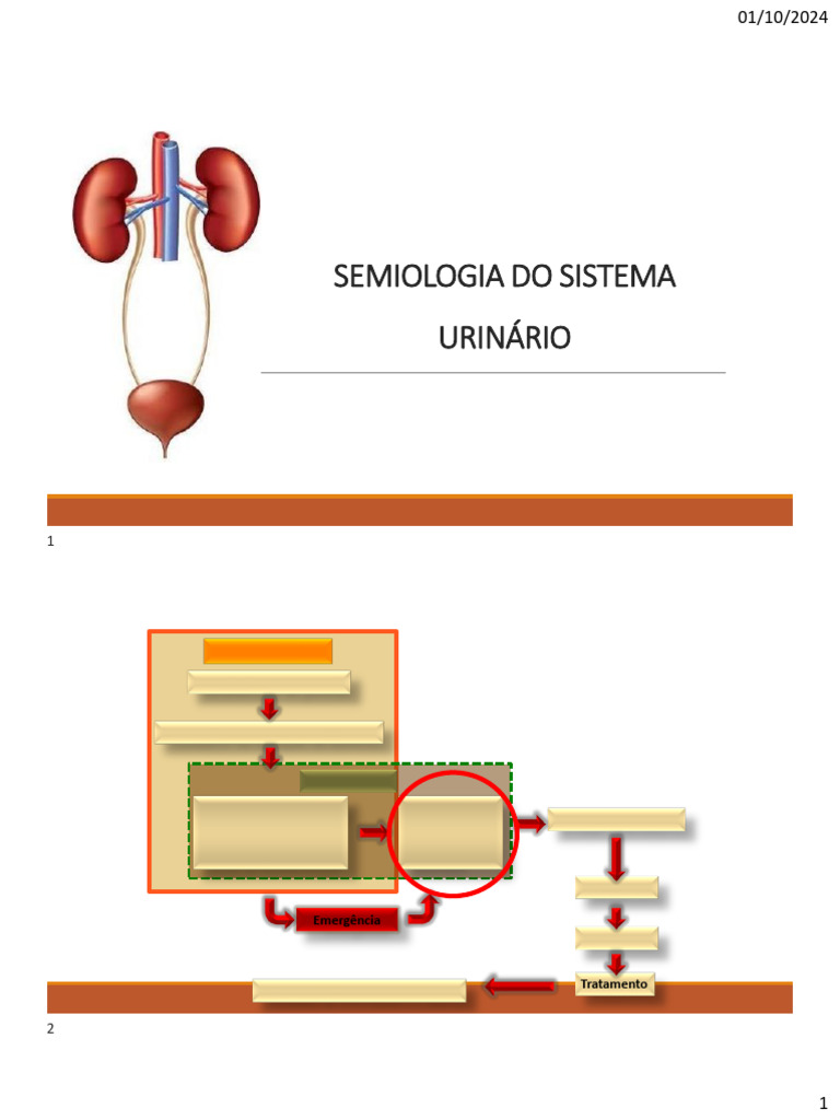 Sistema urinário | PDF | Micção | Especialidades médicas
