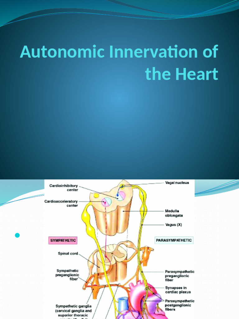 Autonomic Innervation of The Heart | PDF