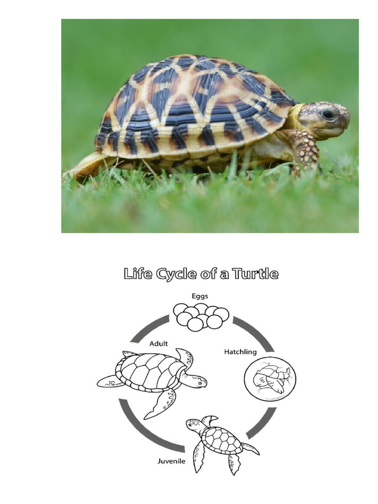 Animal Life Cycle | PDF