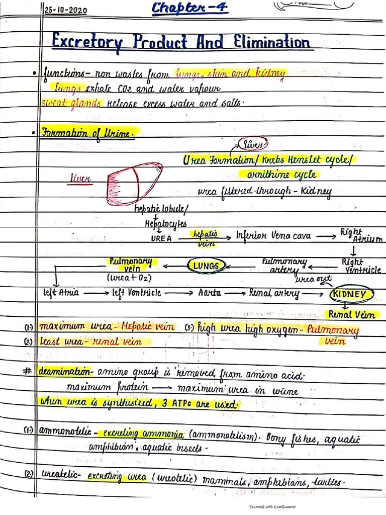 Excretory Products and Their Elimination Short Notes | PDF