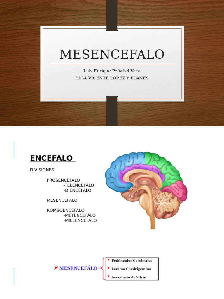 Mesencefalo y Diencefalo | PDF