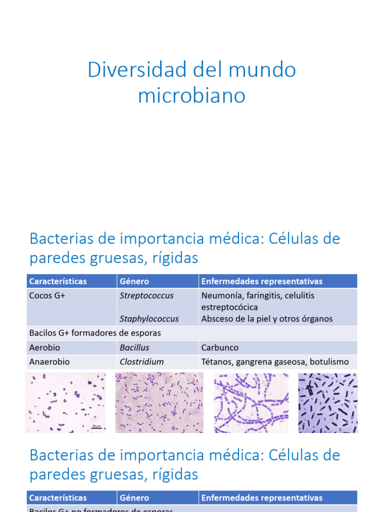 Unidad 2.04 Diversidad del mundo microbiano copia | PDF | Estreptococo ...