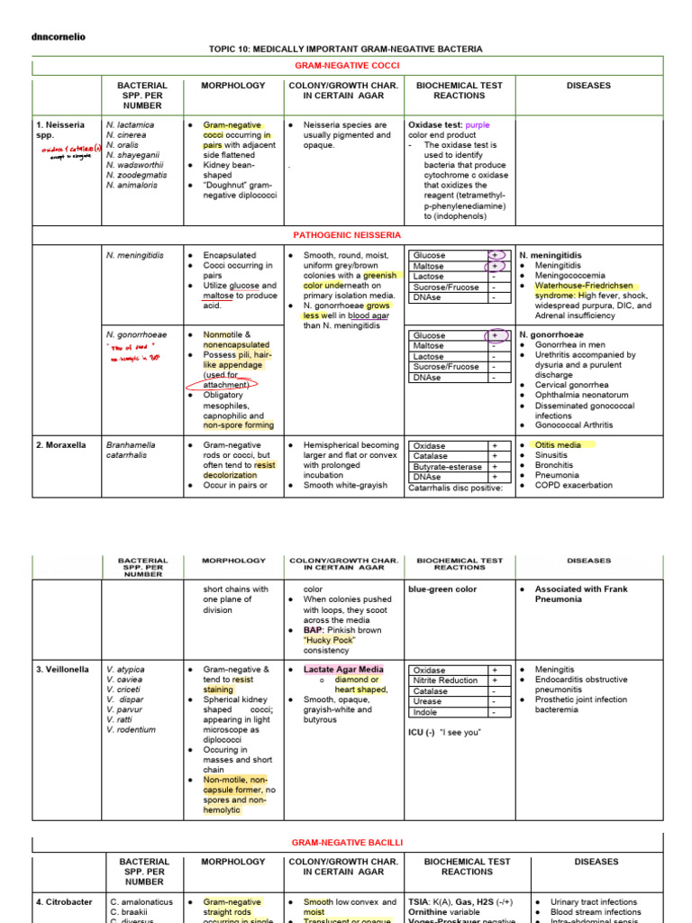 Medically Important Gram-Negative Bacteria | PDF | Pseudomonas ...