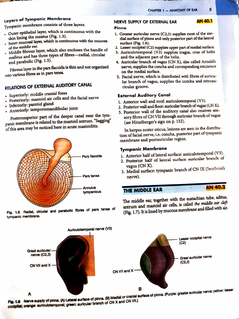Anatomy of Ear | PDF | Ear | Human Anatomy