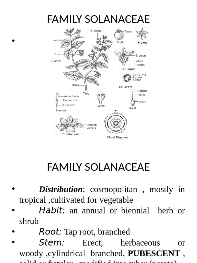 Solanaceae | PDF