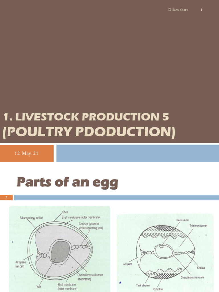 1. Poultry Production. | PDF | Chicken | Egg