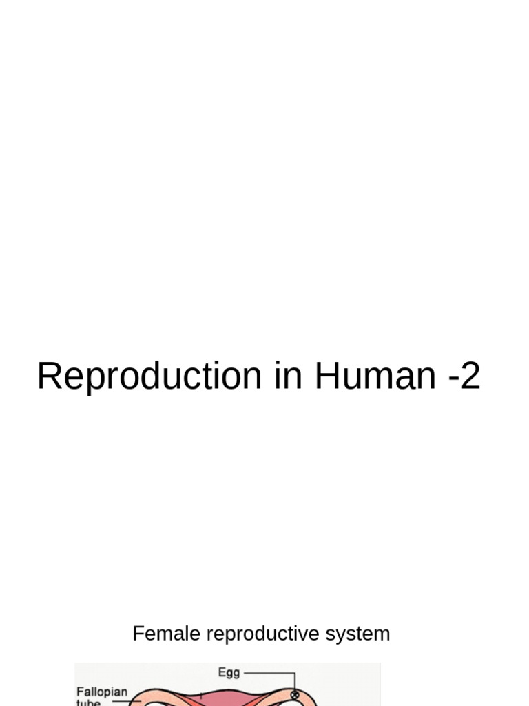 Human Reproductive System Overview | PDF