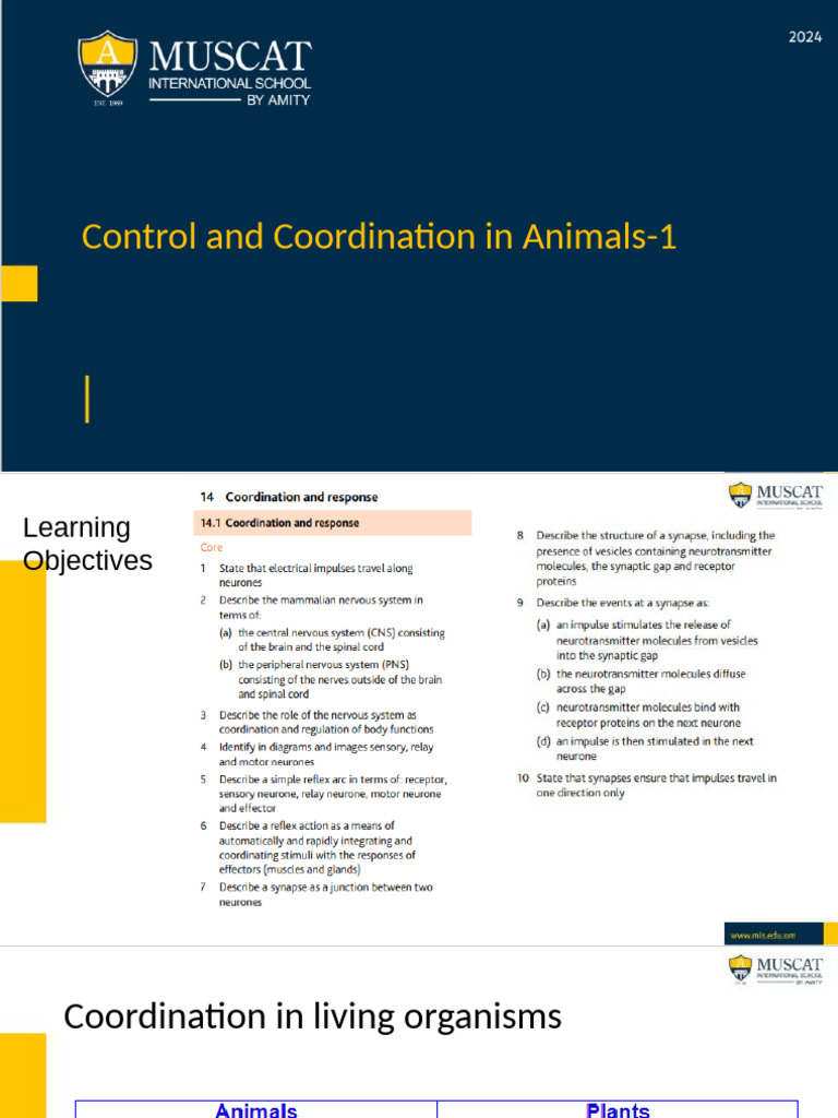 Coordination in Animals 1 | PDF | Motor Neuron | Nerve