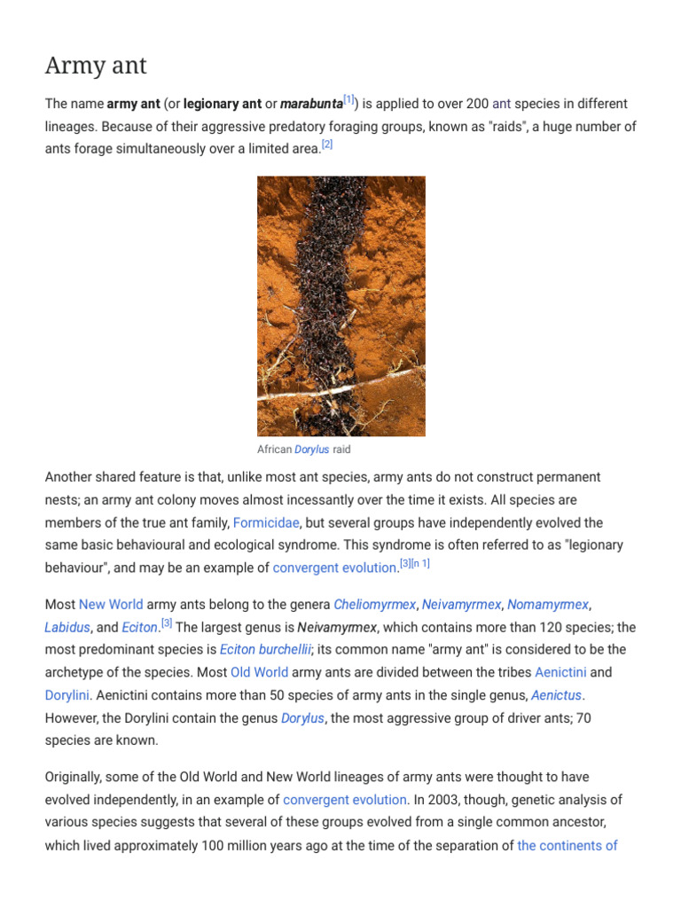 Army ant | PDF | Entomology | Hymenoptera