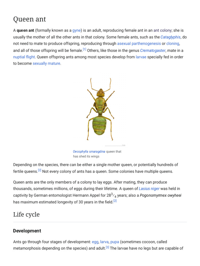 Queen ant | PDF | Entomology | Reproduction