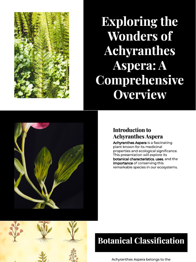 achyranthes aspera | PDF