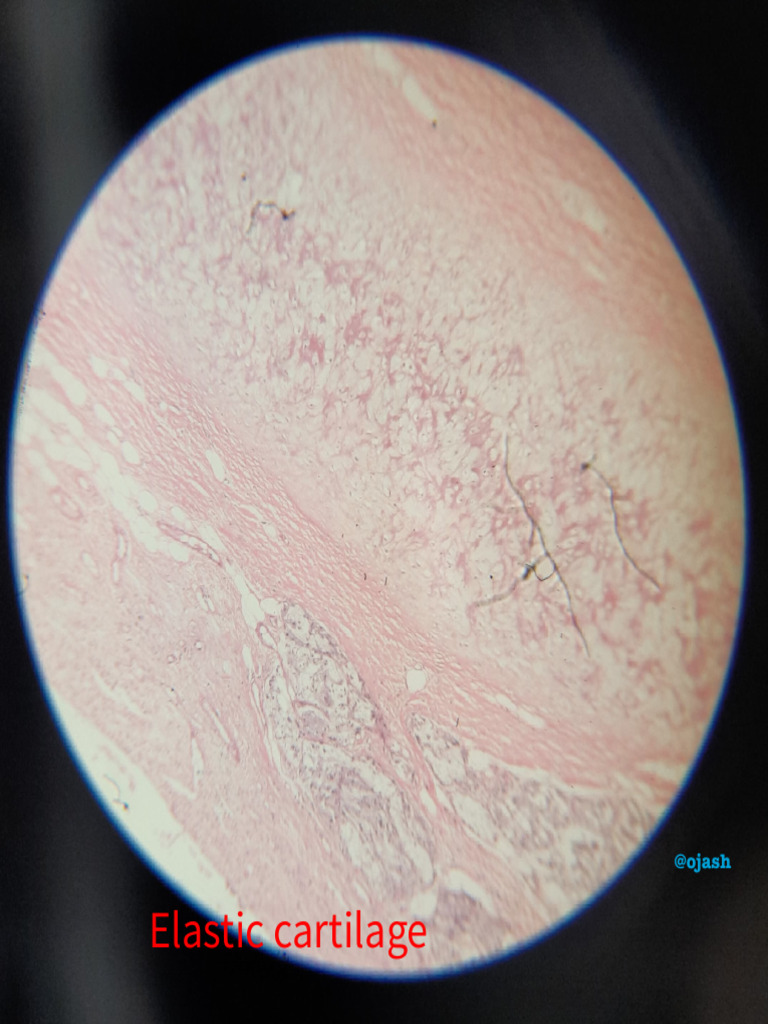 Histology Mbbs | PDF