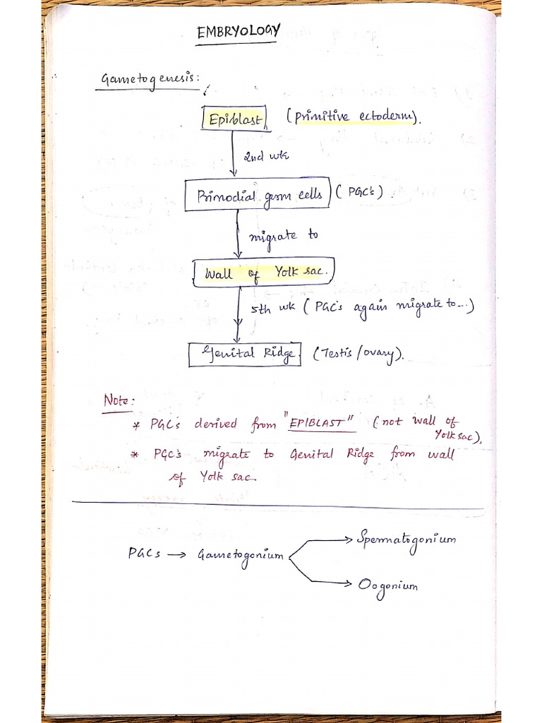 Gametogenesis - Spermatogenesis, Oogenesis | PDF