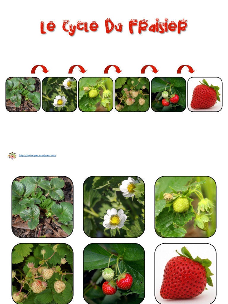 Le Cycle Du Fraisier | PDF