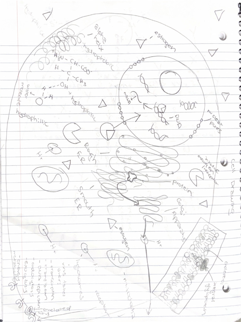 Cell Drawing 5 | PDF